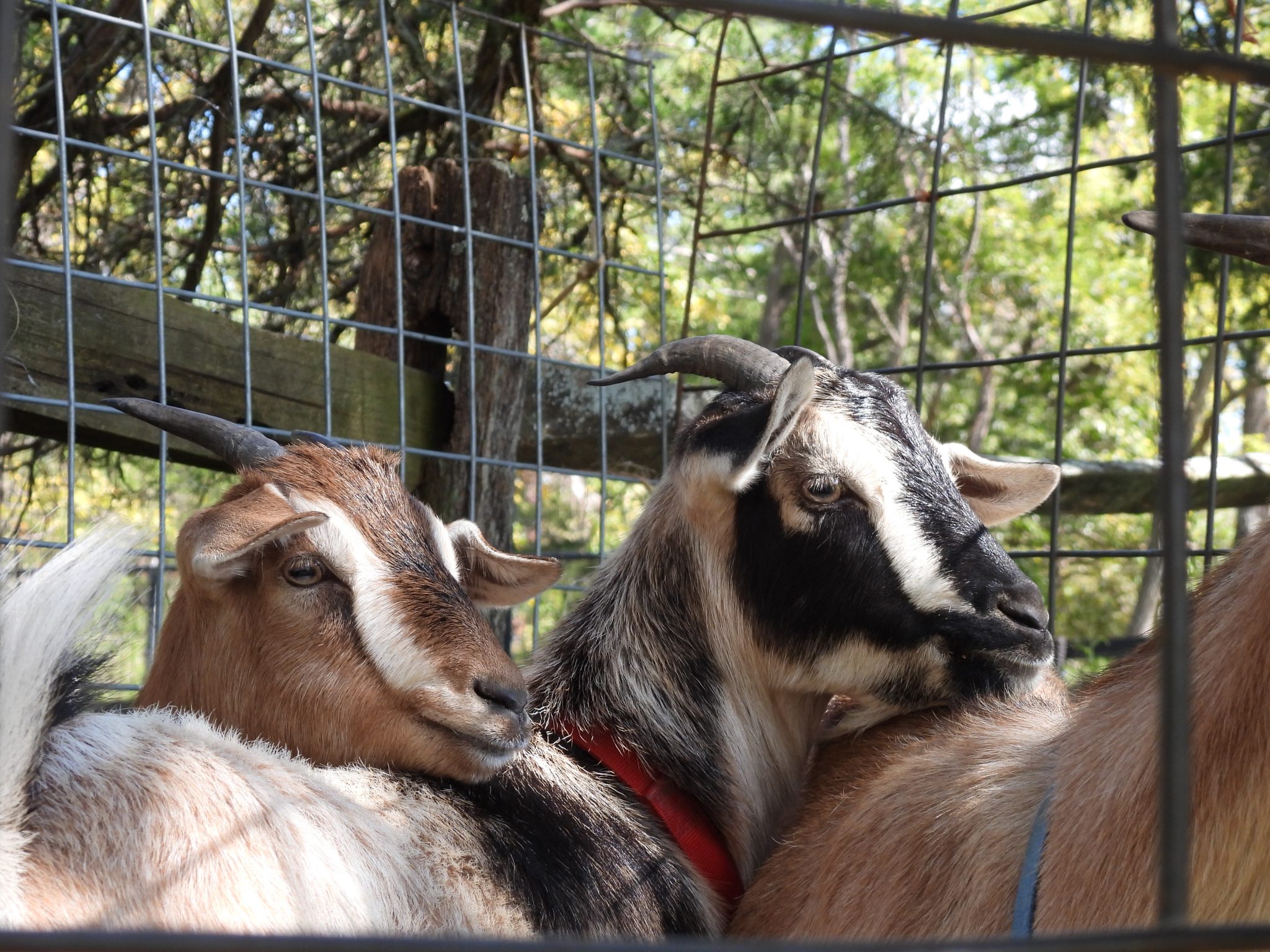 Heritage Breeds Week: Endangered Goat Breeds - Goat Journal